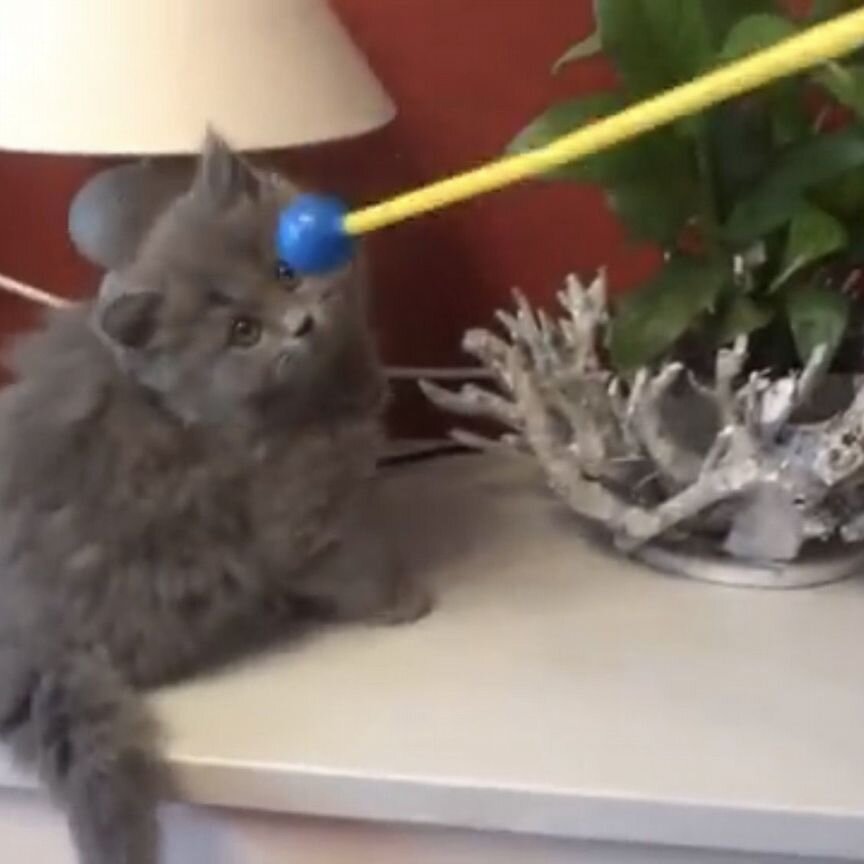 Шотландские котята хайленд