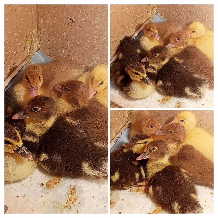 Утята индоутки