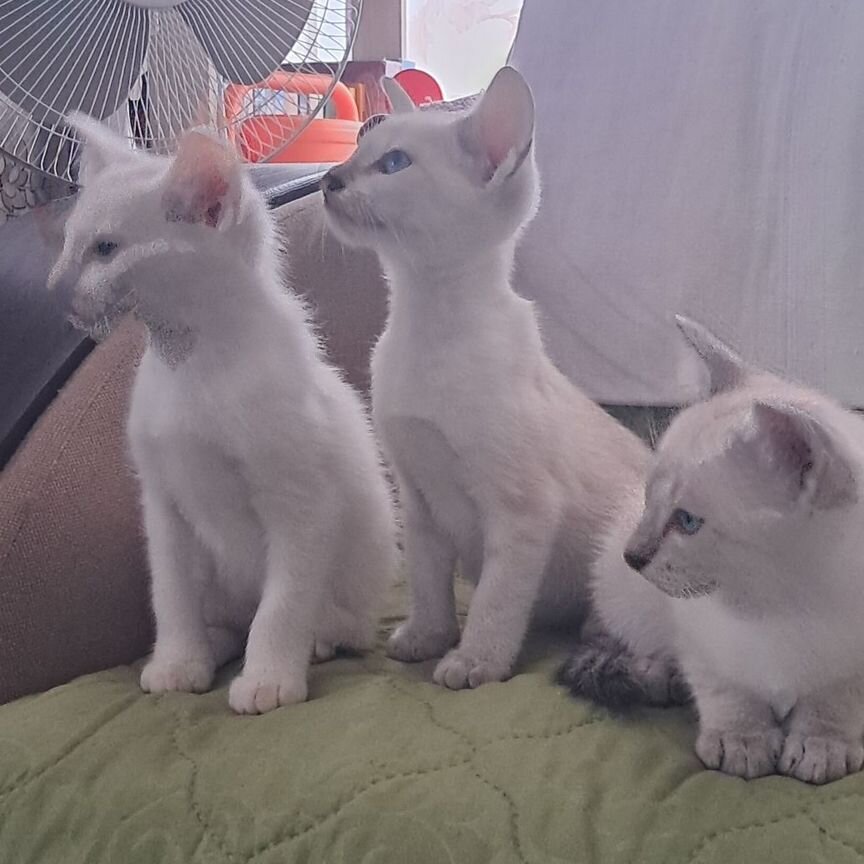 Ориентальный котёнок