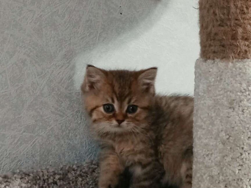 Пушистые антидепрессанты