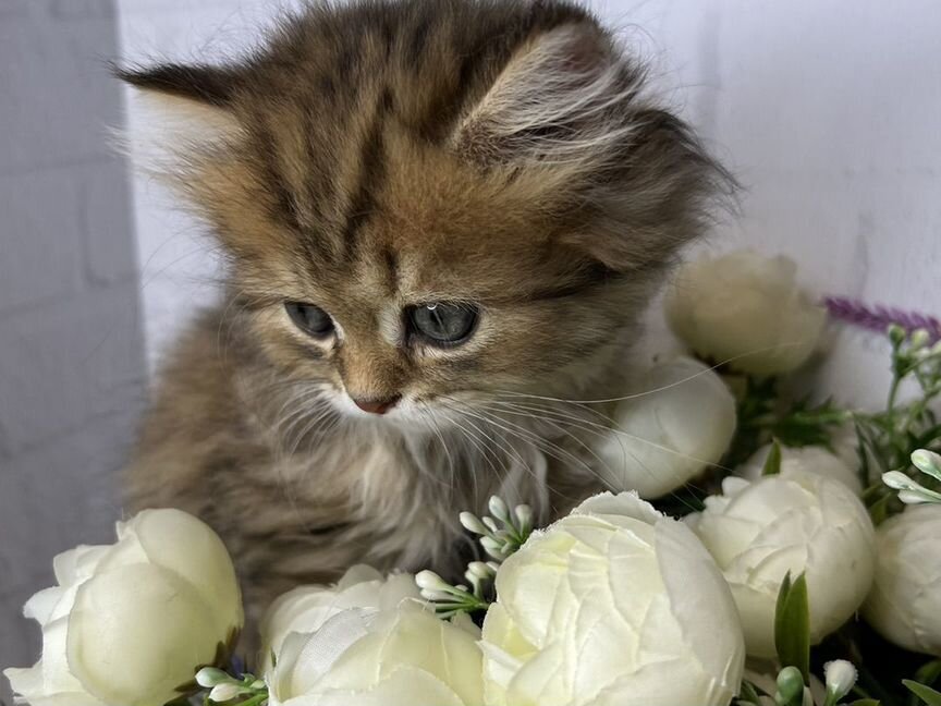 Золотая шиншилла