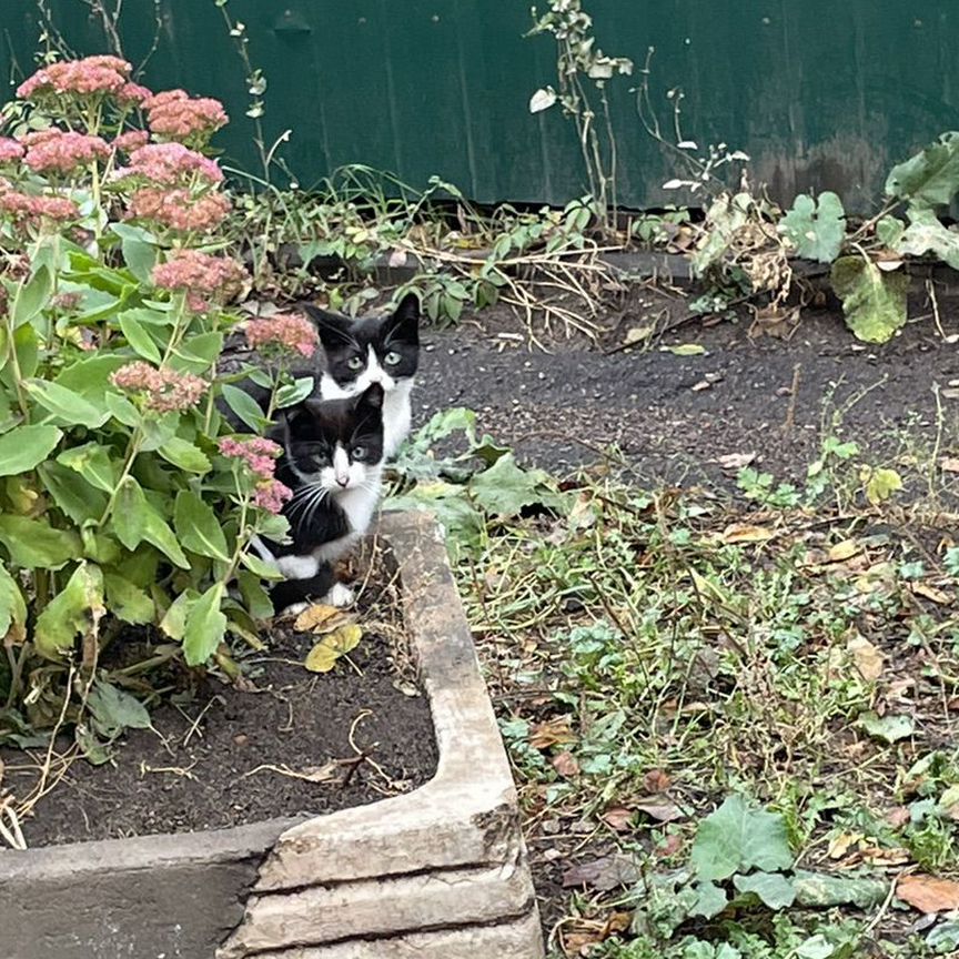 Котята бесплатно