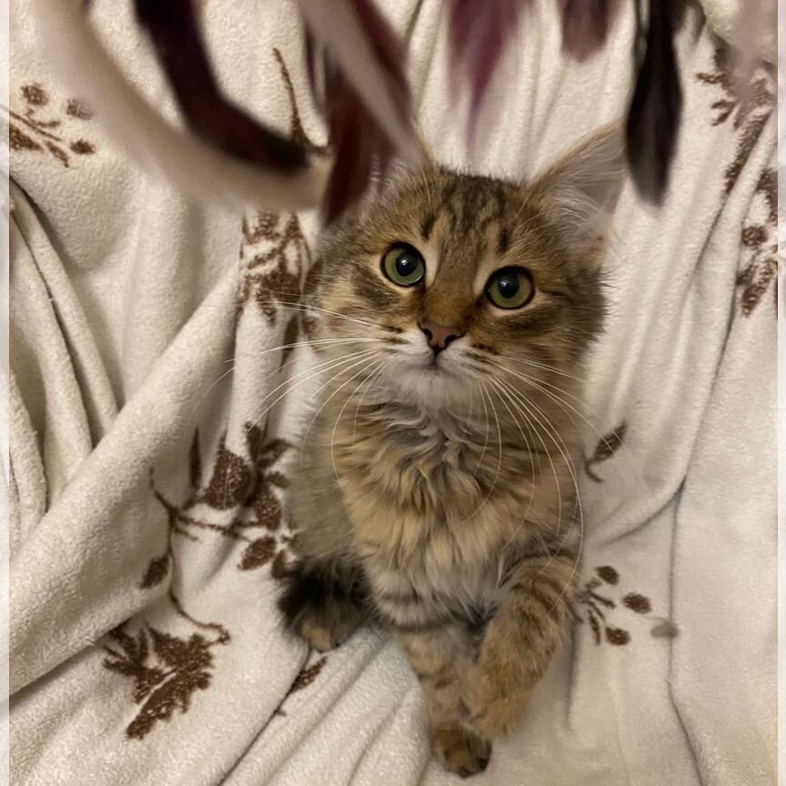 Котята отдам бесплатно