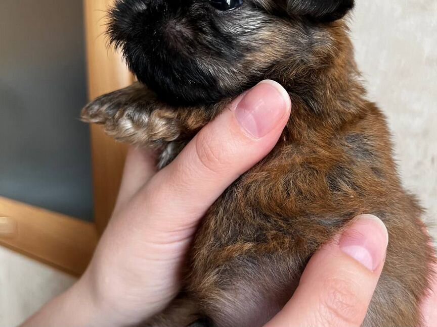 Щенки гриффона и пти брабансона