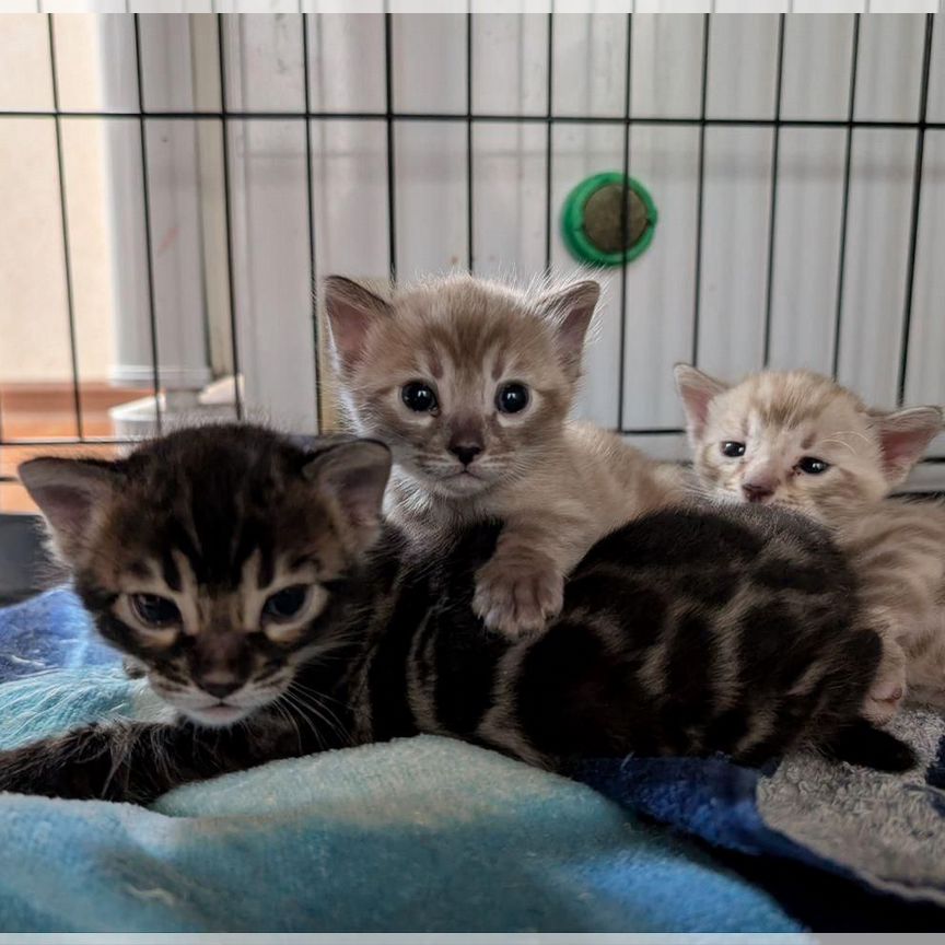 Бенгальские котята угольные