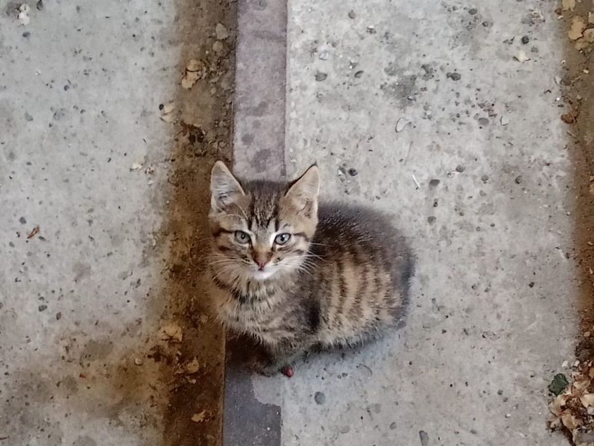 Котята в добрые руки бесплатно