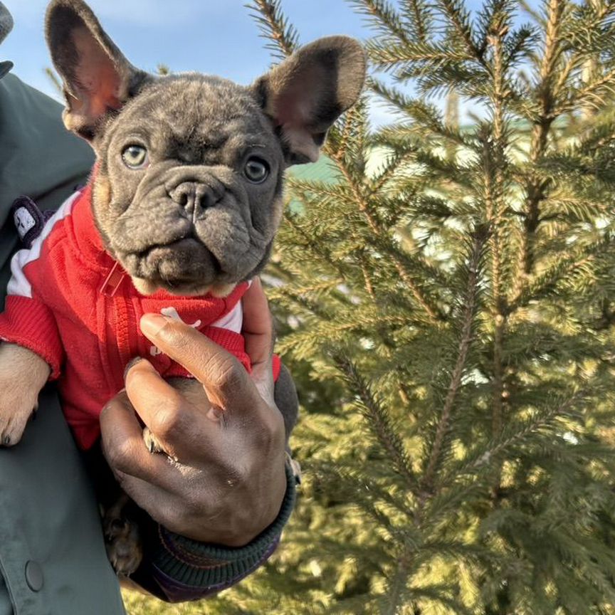 Французский бульдог, щенок