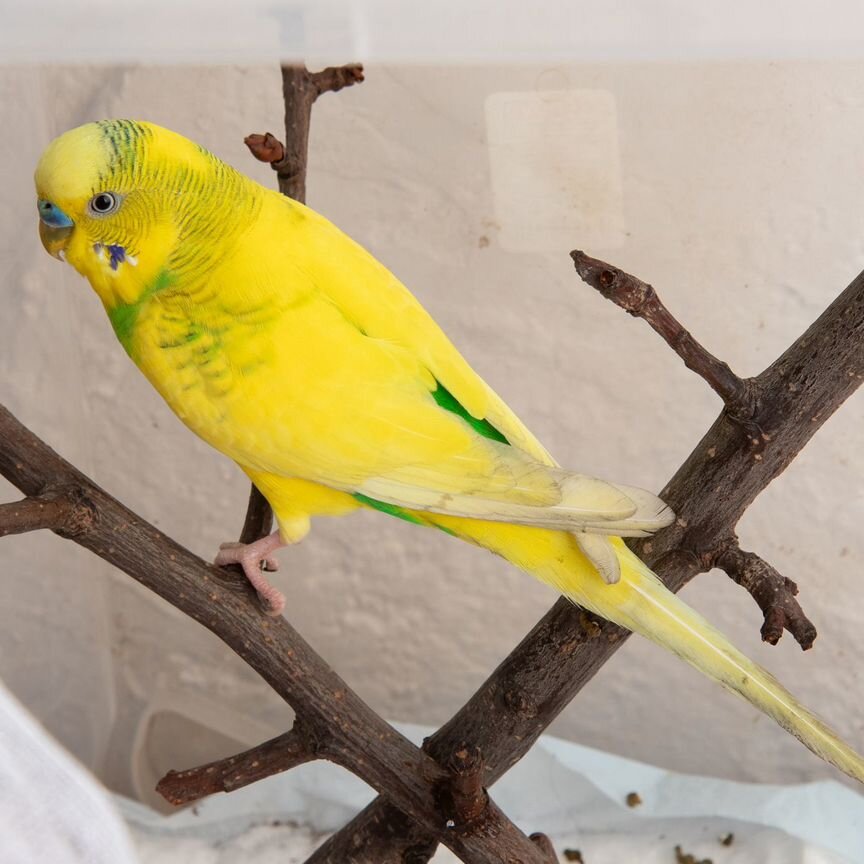 Волнистый попугай найден