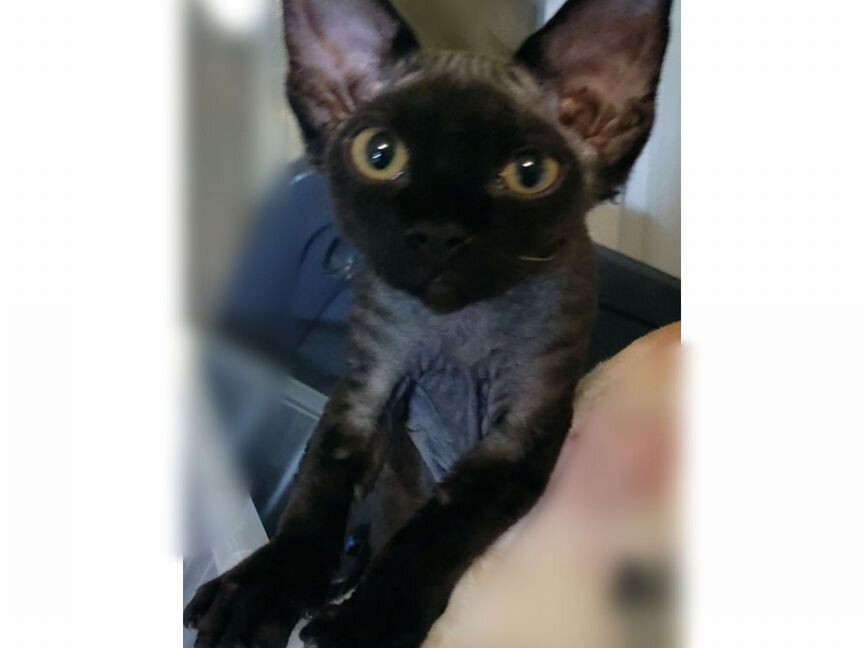 Котенок-подросток дэвон рэкс