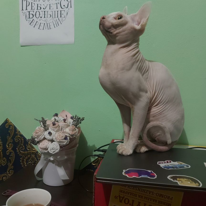 Продам сфинкса 1 год