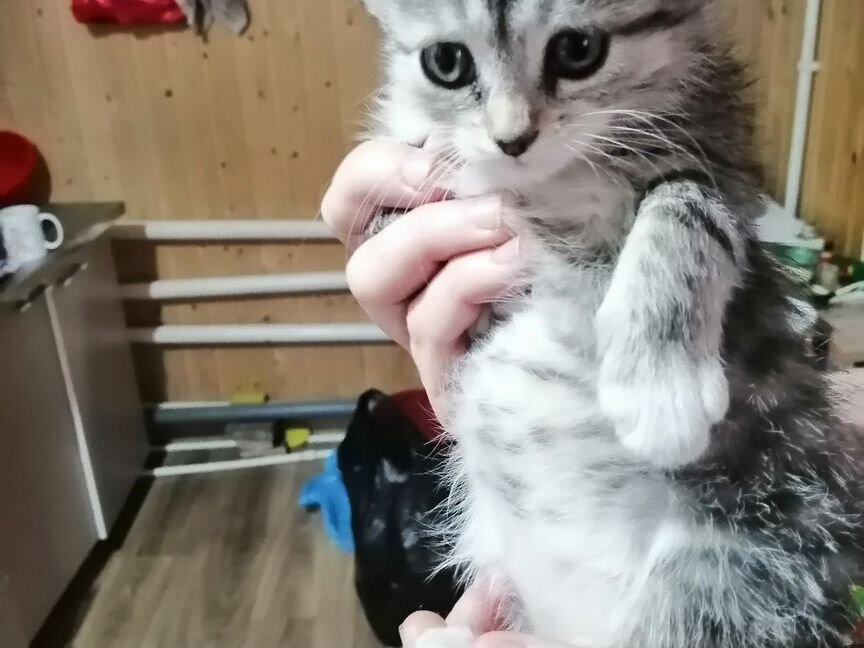 Кошки в добрые руки, вишня