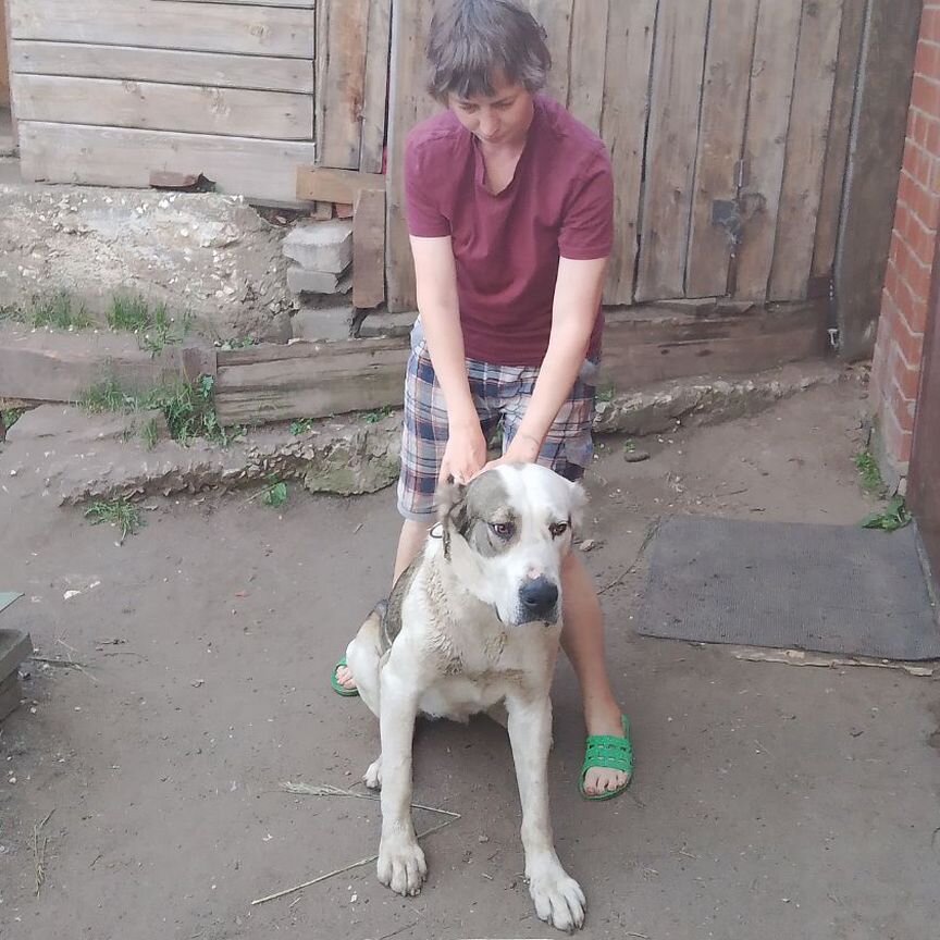 Домашние животные собаки