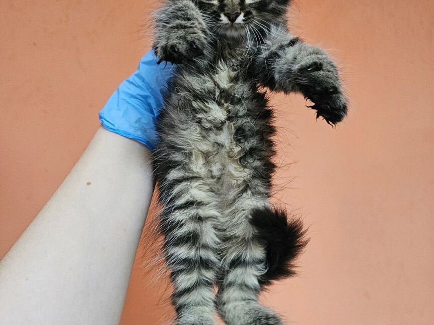 Милый, красивый, ласковый котенок в добрые руки