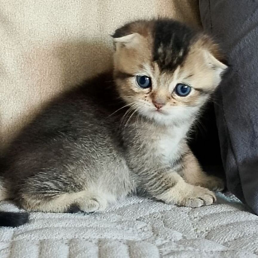 Шотландский вислоухий короткошёрстный котёнок
