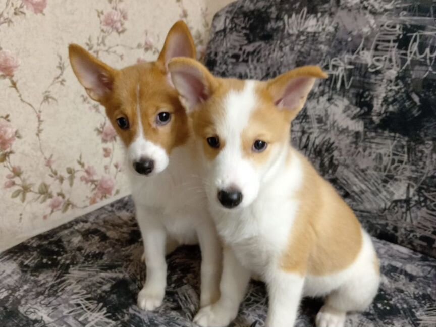 Щенки норботтен шпица