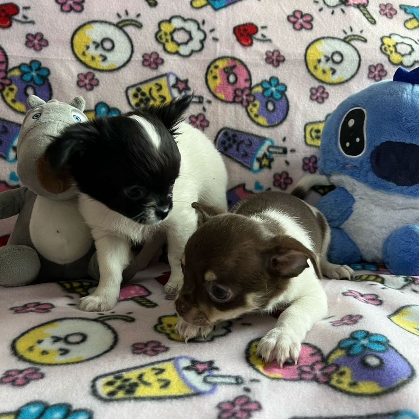 Щенки чихуахуа