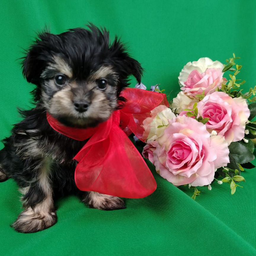 Мальтипу, щенок