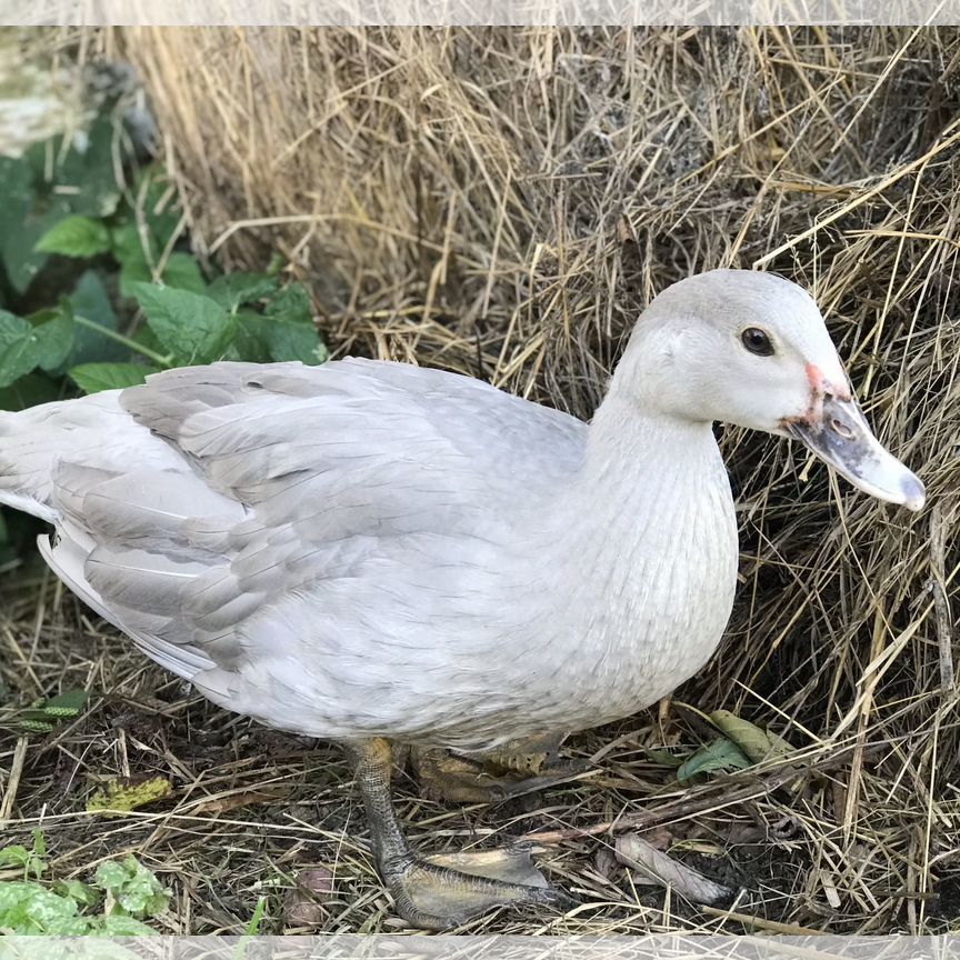 Лавандовые индоутки