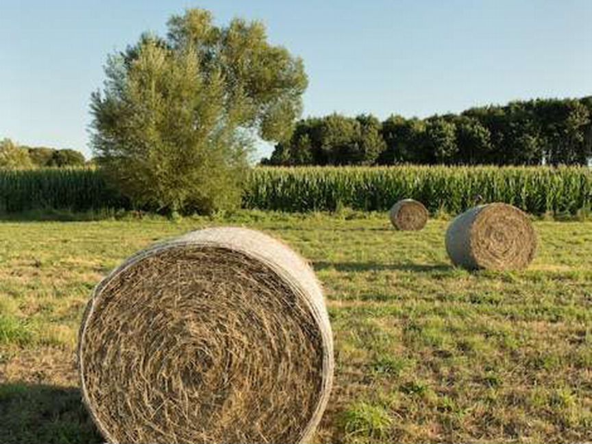 Сено в рулонах