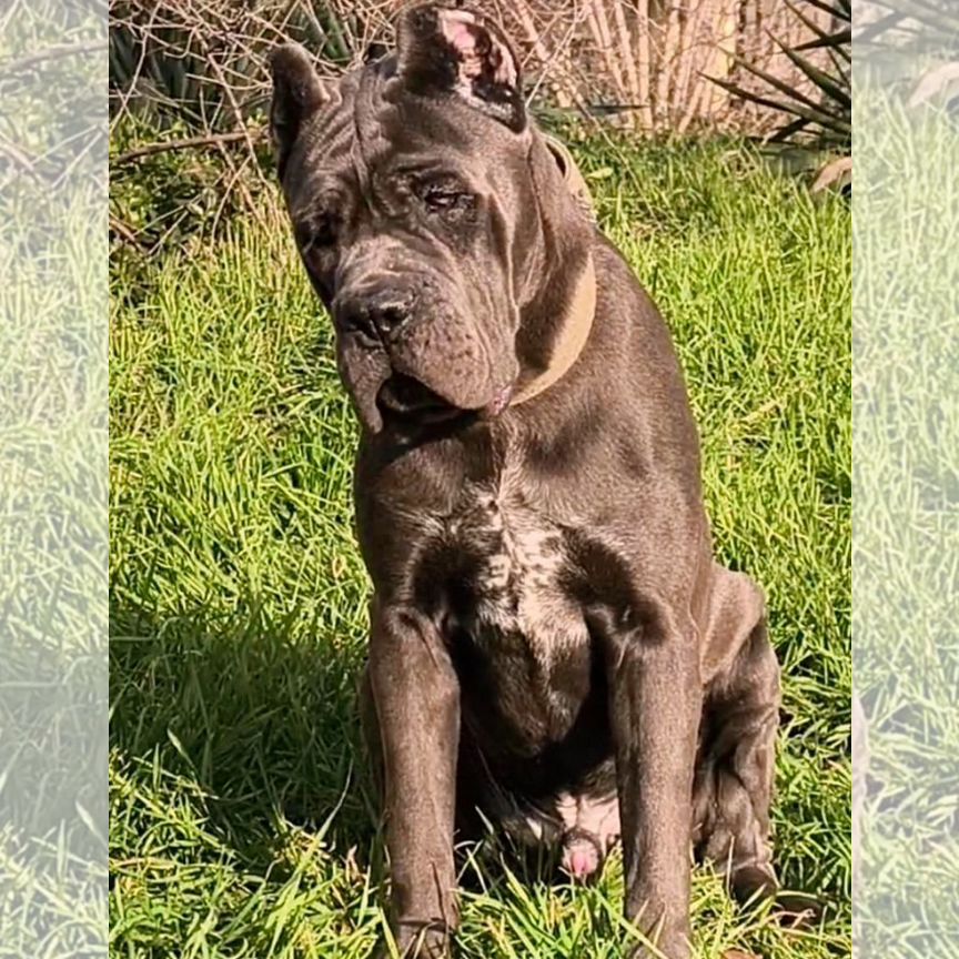 Мальчик Кане Корсо