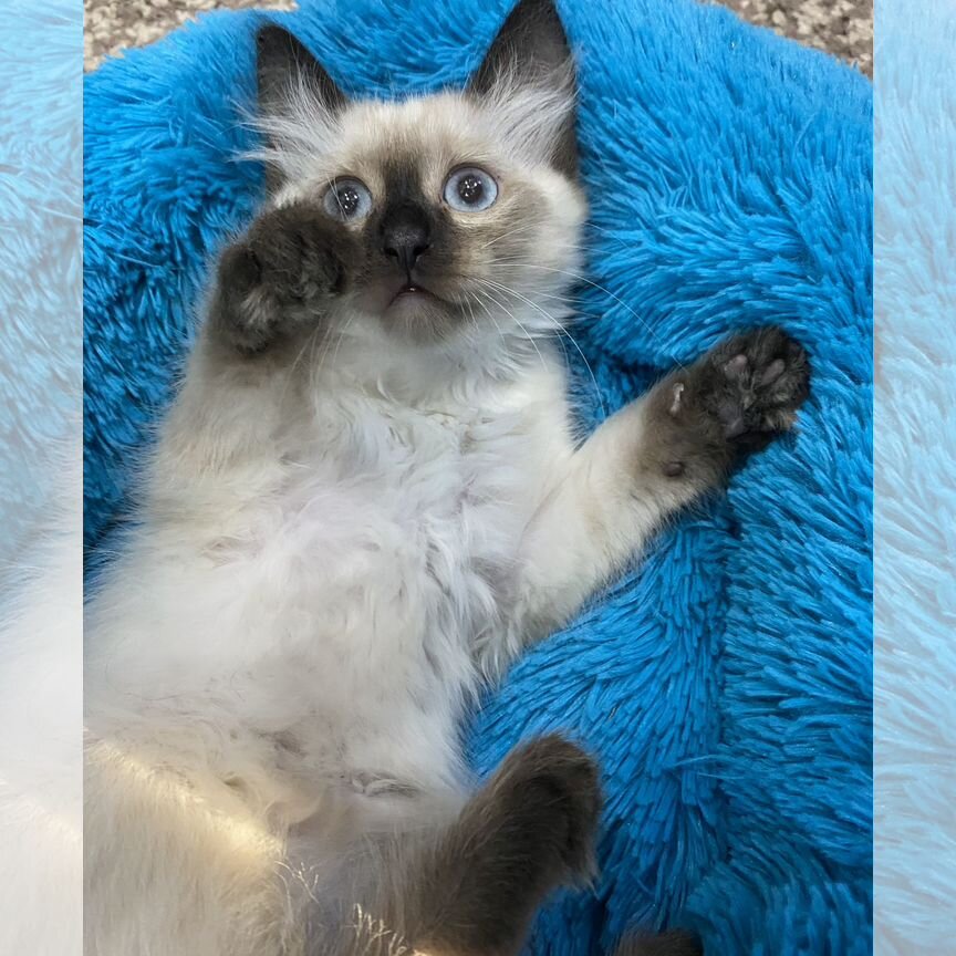 Котенок девочка 2 мес