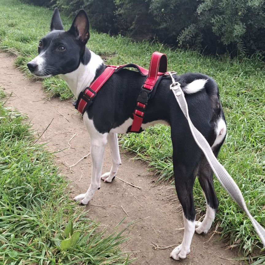 Басенджи, взрослая собака