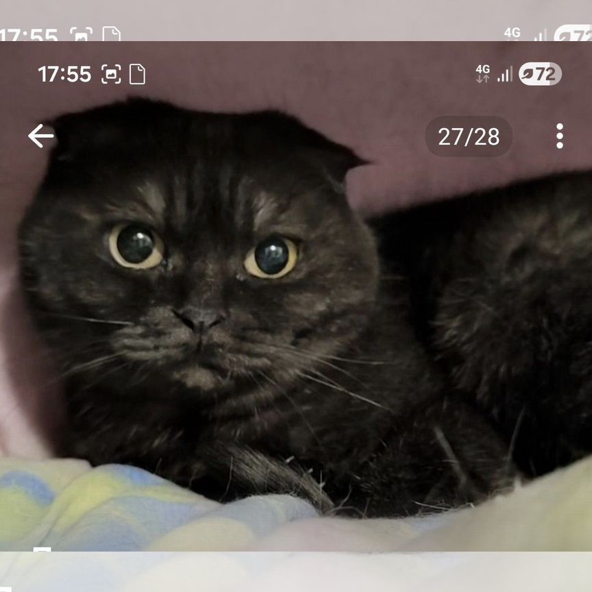 Шотландская вислоухая короткошёрстная кошка, взрослая