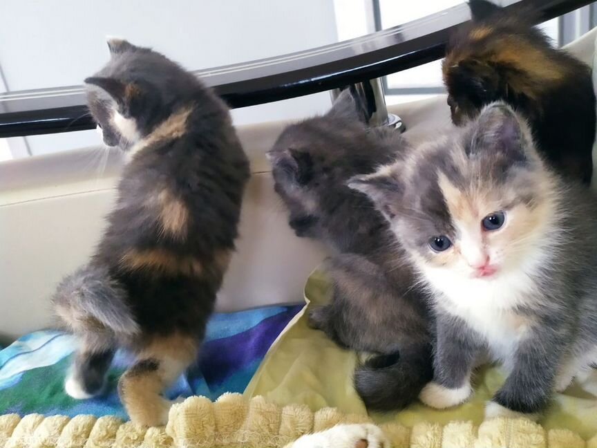 Котята в добрые руки