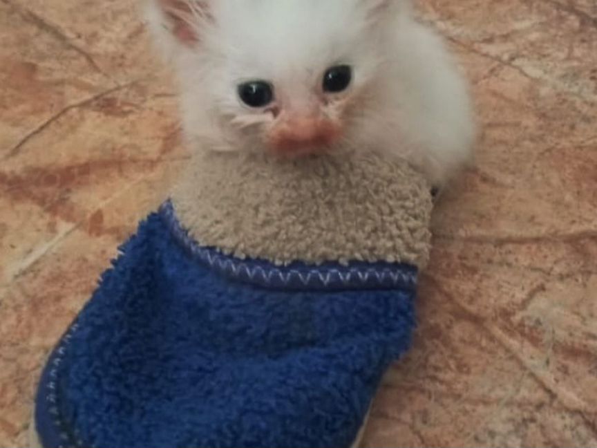 Котенок в добры руки/даром