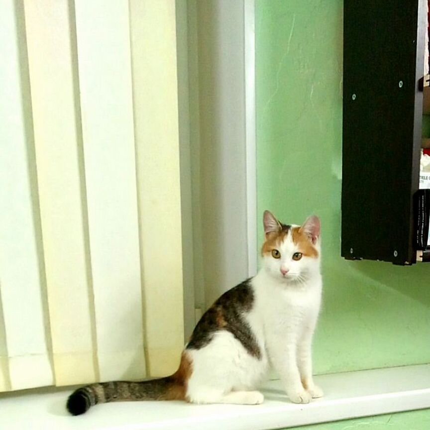 Ласковая кошечка Кассандра
