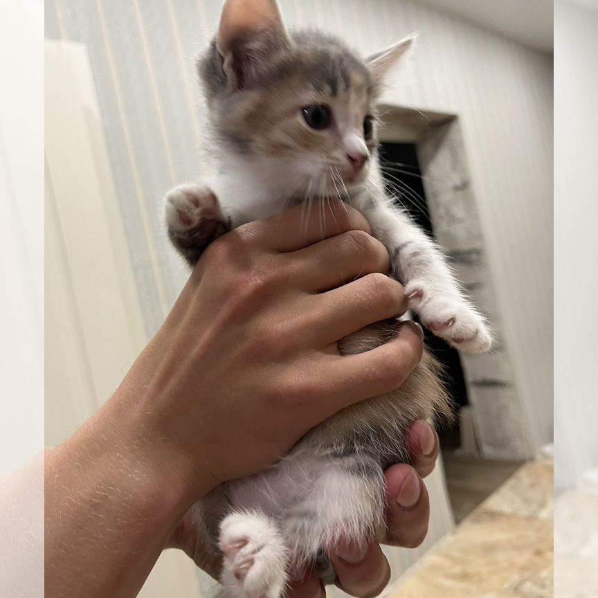 Котята в добрые руки бесплатно