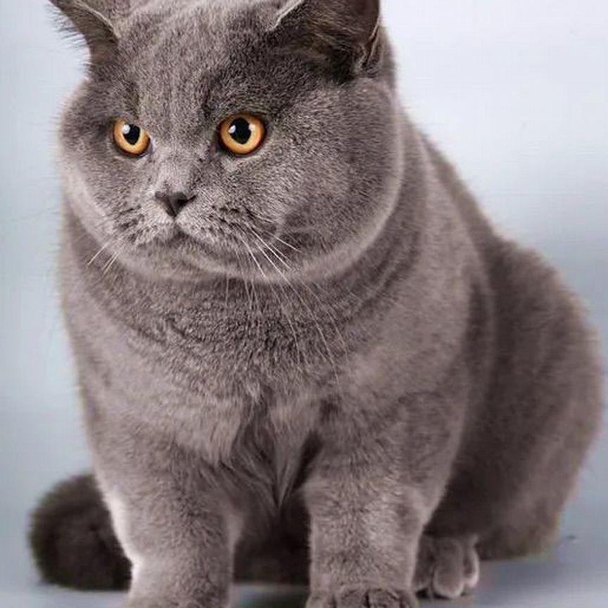 Британский кот ищет хозяина