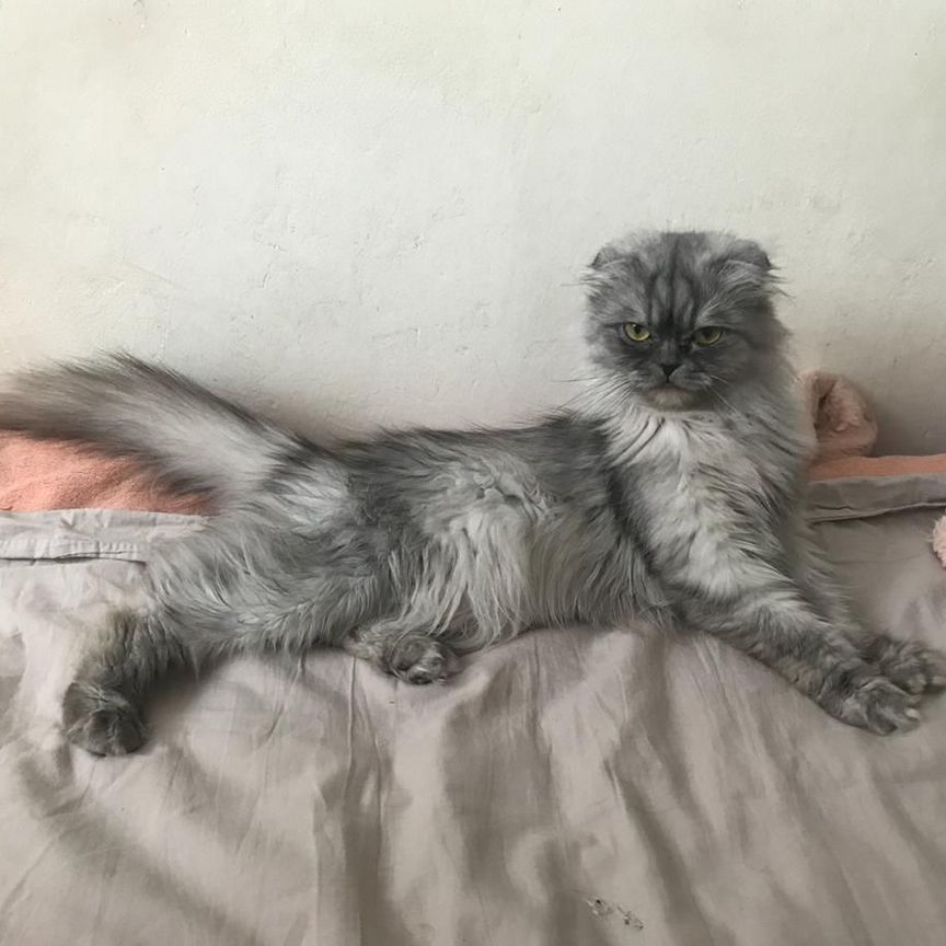 Отдам кошку в добрые руки бесплатно
