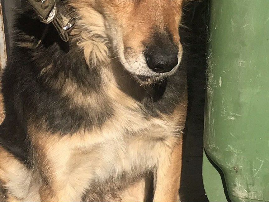 Собака в добрые руки