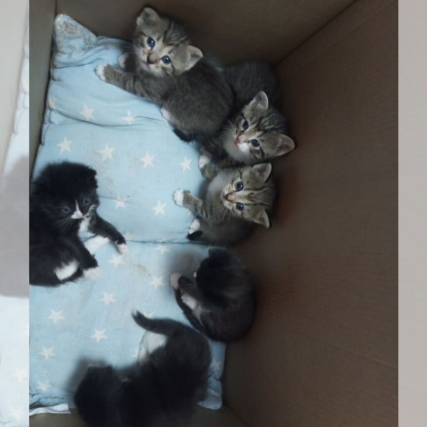 Котёнок в добрые руки