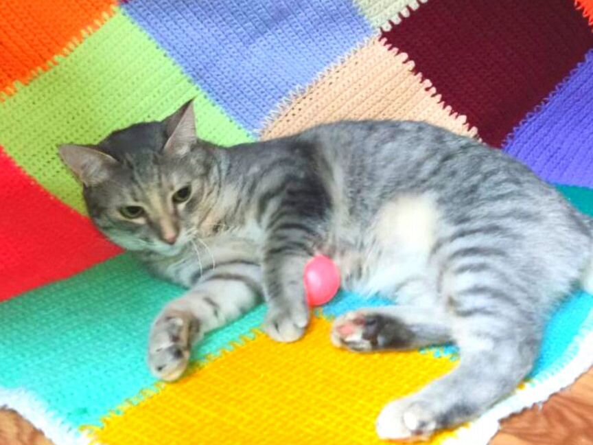 Кошка в добрые руки. Стеша, некрасивая девчушка