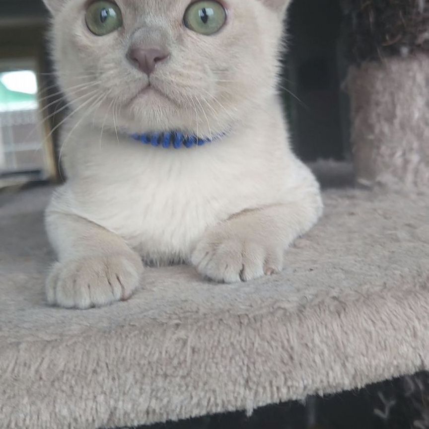 Малышка 2 месяца лиловый мальчик