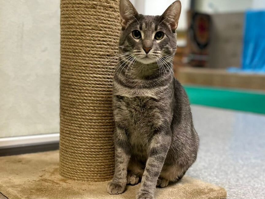 Грэй в добрые руки