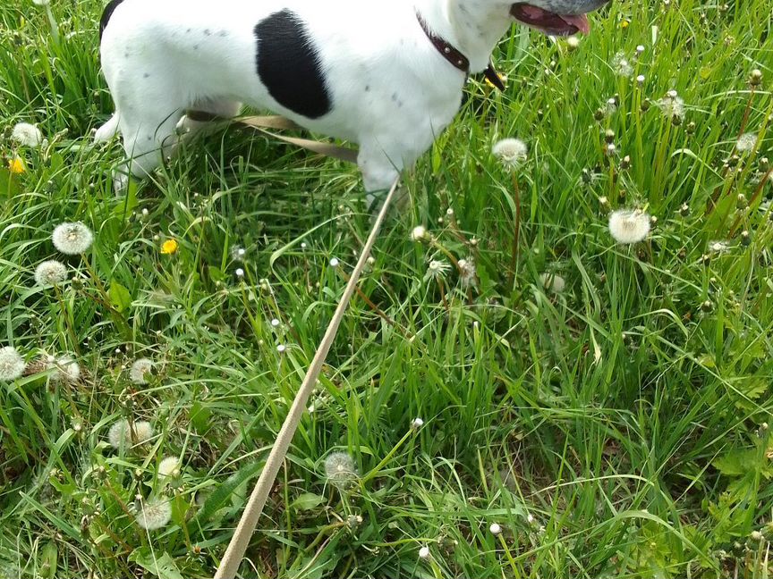 Долматин ( помесь )