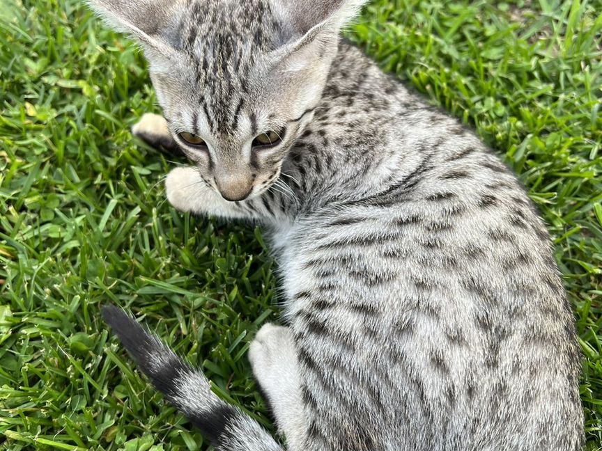 Саванна серебро