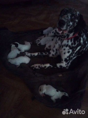 Отдам бесплатно щенят мама долматин папа