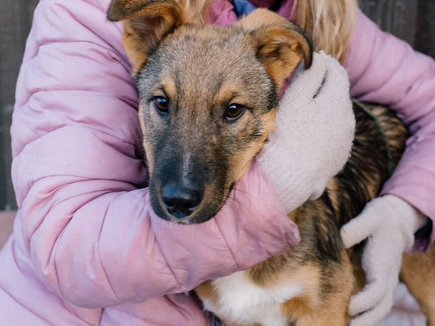 Щенок Кирюша