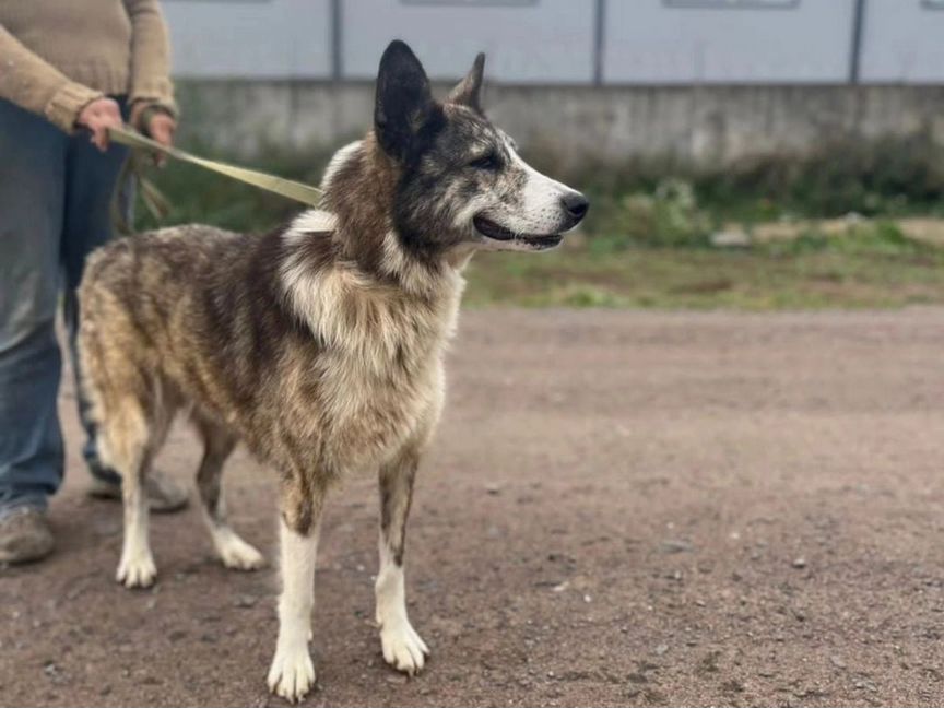 Собака Найда в хорошую семью бесплатно