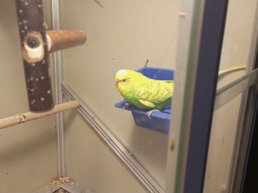 Пара волнистых попугаев. Отдам