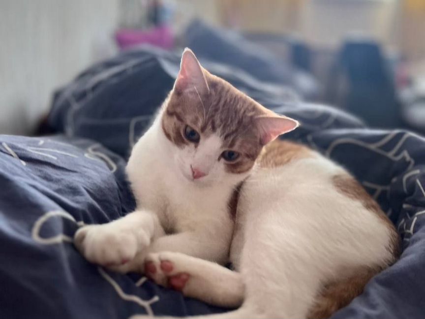 Кот Тимофей