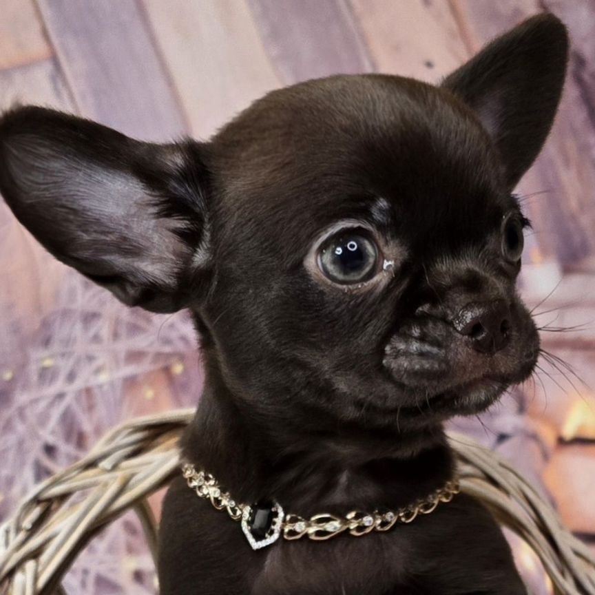 Чихуахуа, щенок