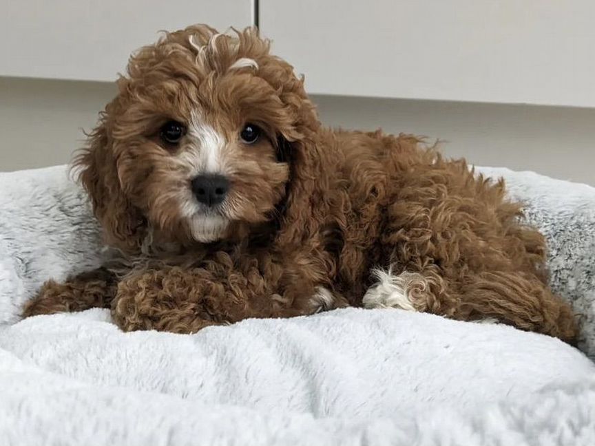 Cavapoo. Кавалер Бленхейм + Ред Браун Той