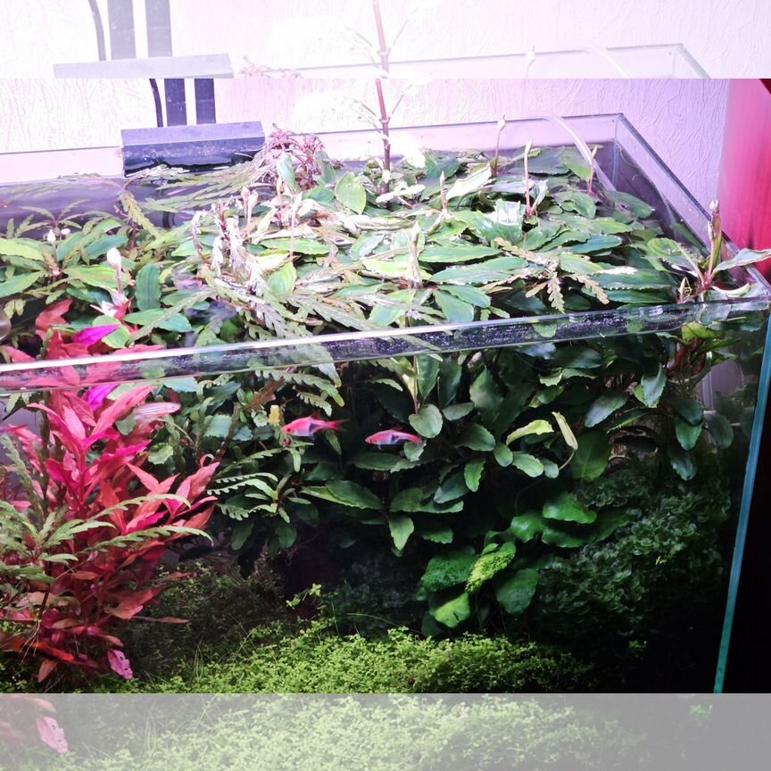 Буцифаландры