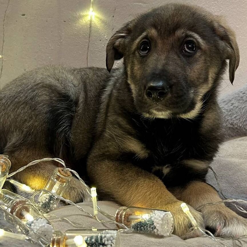 Щенок в добрые руки