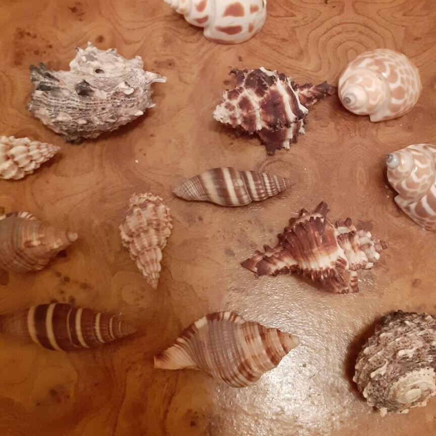 Морские ракушки раковины для аквариума